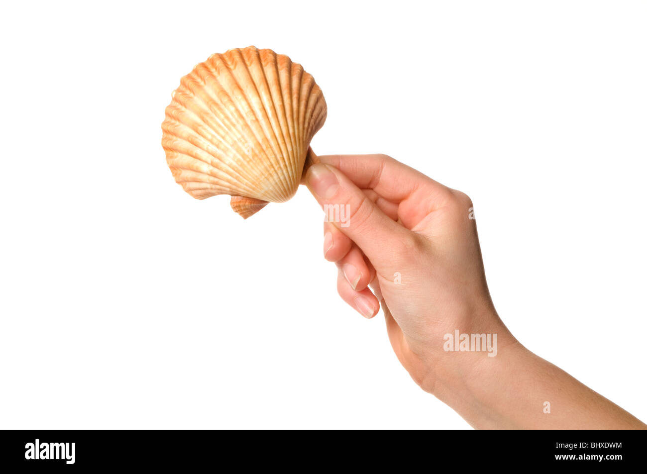 hand holding seashell Stock Photo - Alamy