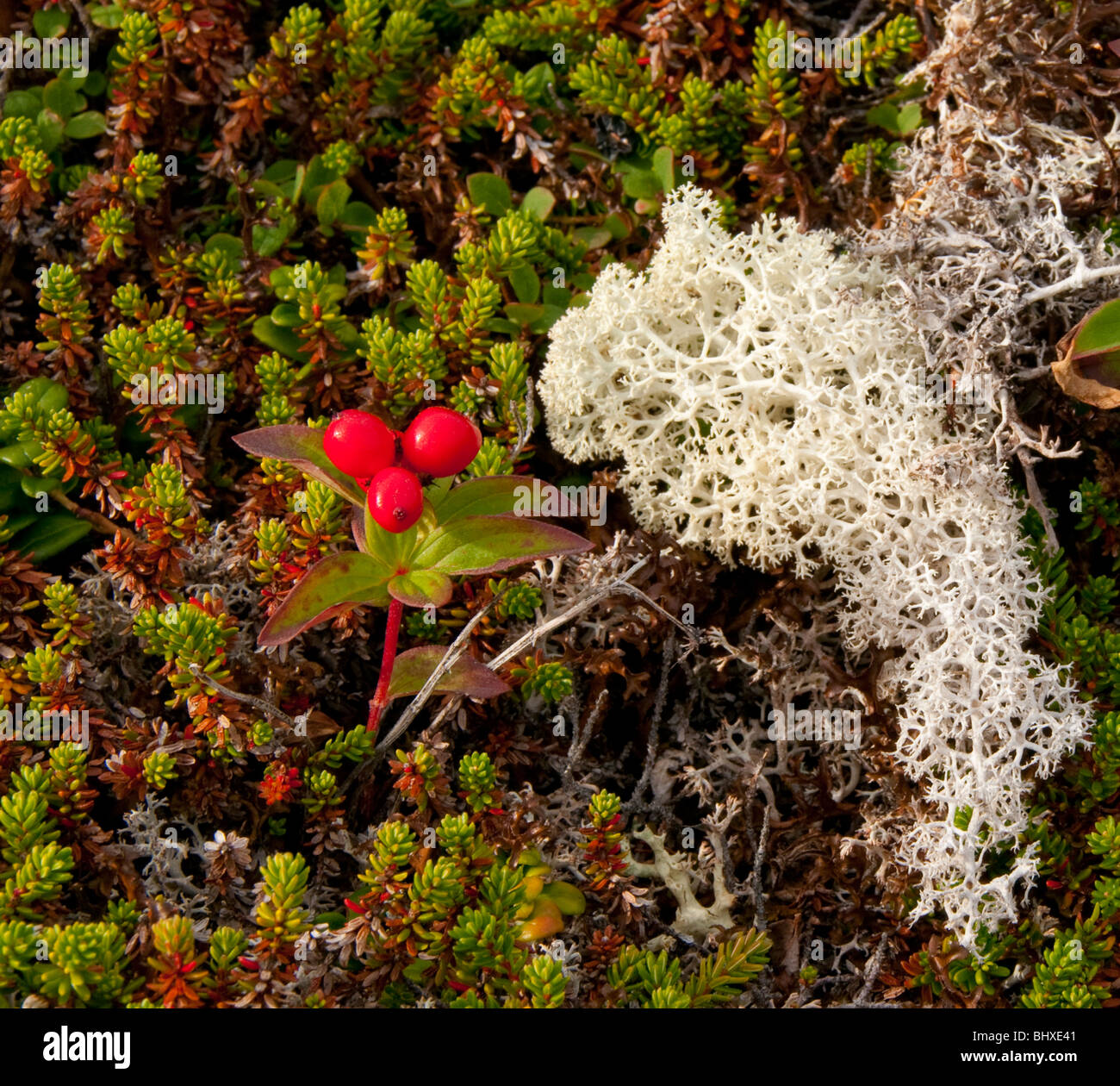 Crackerberry hi-res stock photography and images - Alamy
