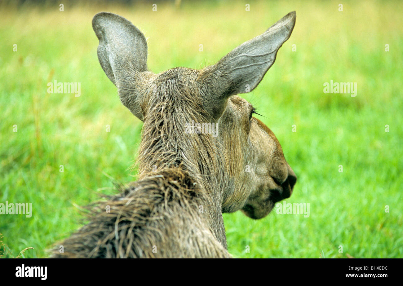 Cow Elk At An Elk Park Near Kosta In Southern Sweden Stock Photo Alamy cow-elk-at-an-elk-park-near-kosta-in-southern-sweden-stock-photo-alamy