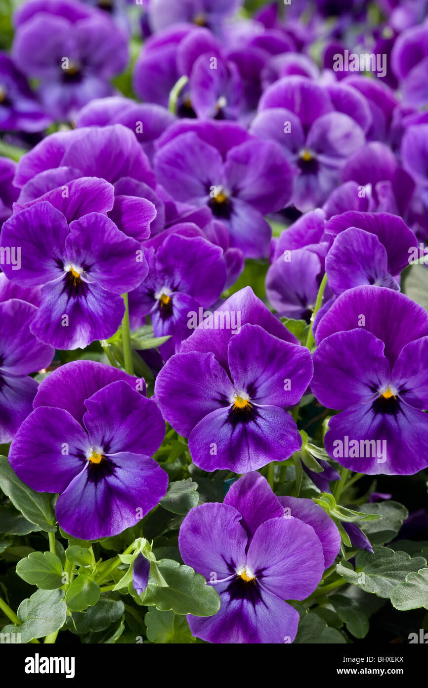 deep blue Pansies Stock Photo - Alamy