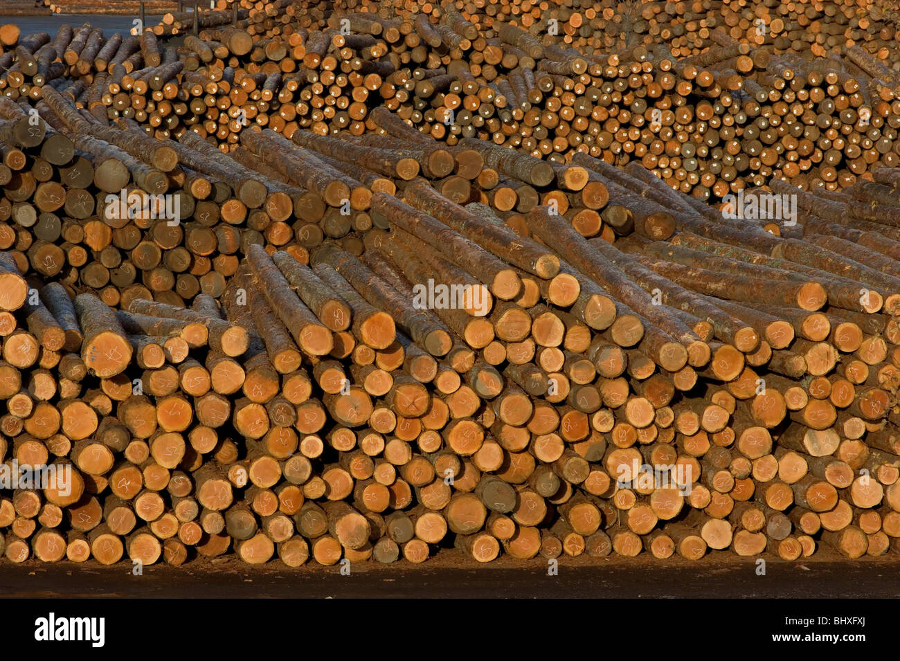 Cut trees timber lumber laying in Wood Mill Stock Photo - Alamy