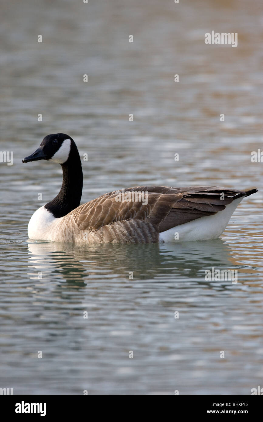 Wildfowl of canada hi-res stock photography and images - Alamy
