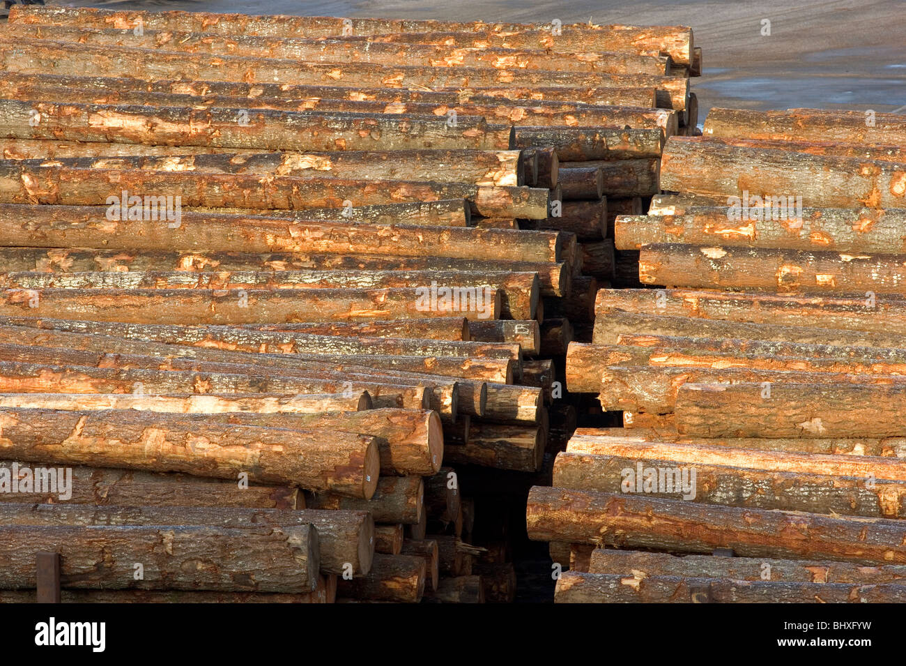 Cut trees timber lumber laying in Wood Mill Stock Photo - Alamy