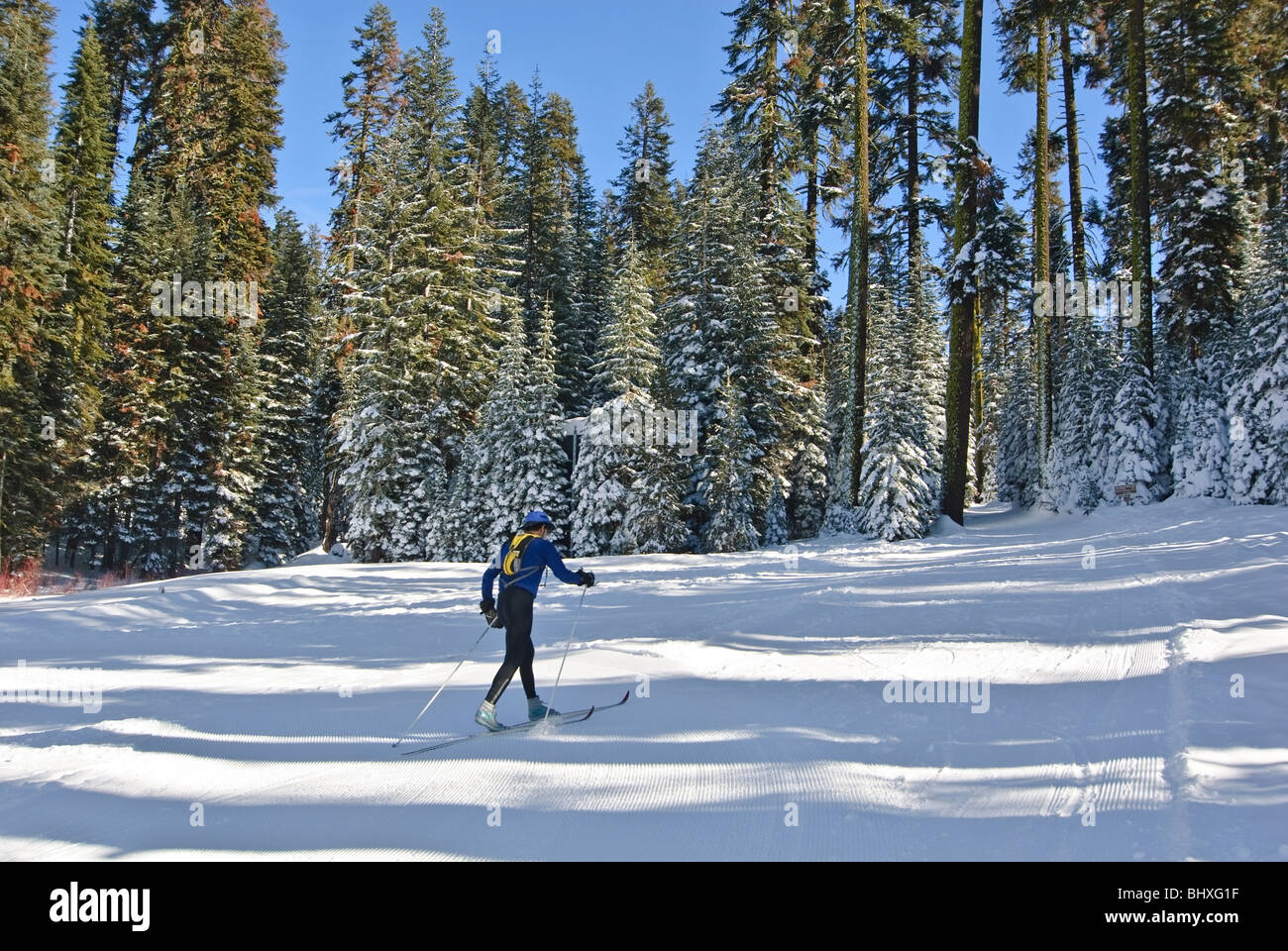 Cross country skiing in the Badger Pass area of Yosemite National Park ...