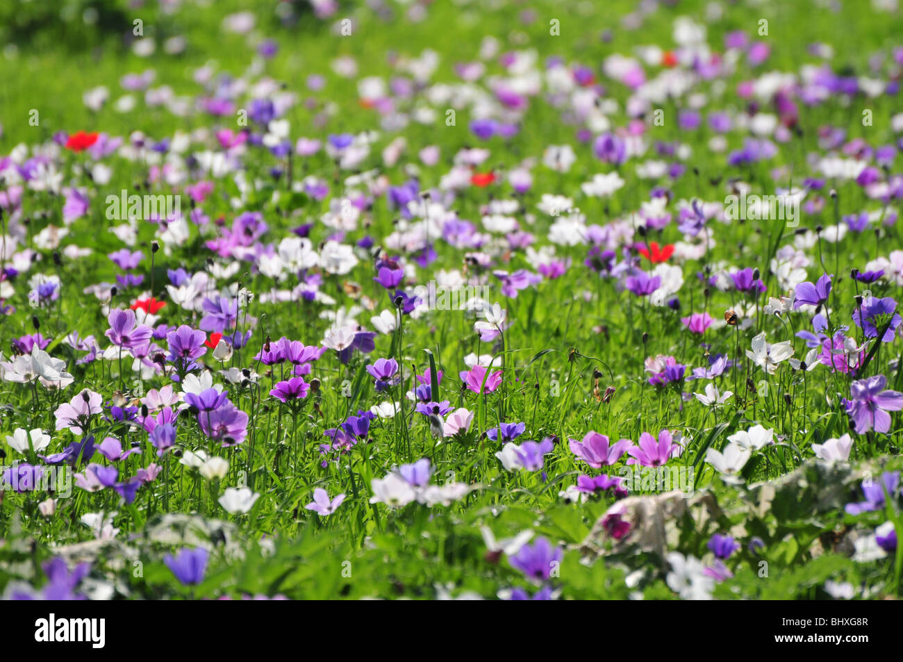 Israel, A field of spring wildflowers Anemone coronaria (Poppy Anemone ...