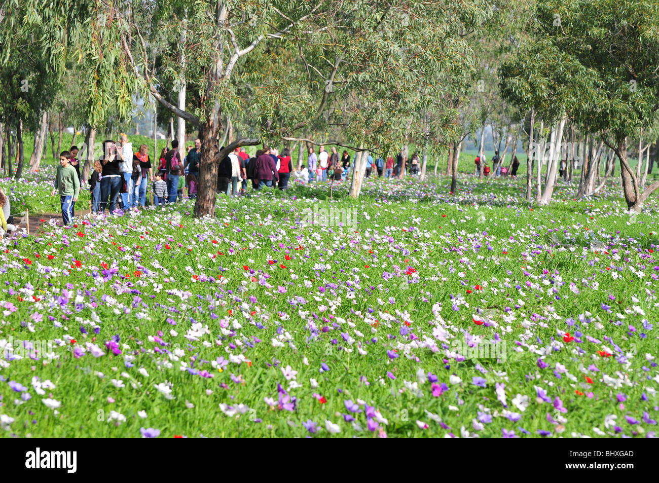 Israel, A field of spring wildflowers Anemone coronaria (Poppy Anemone ...