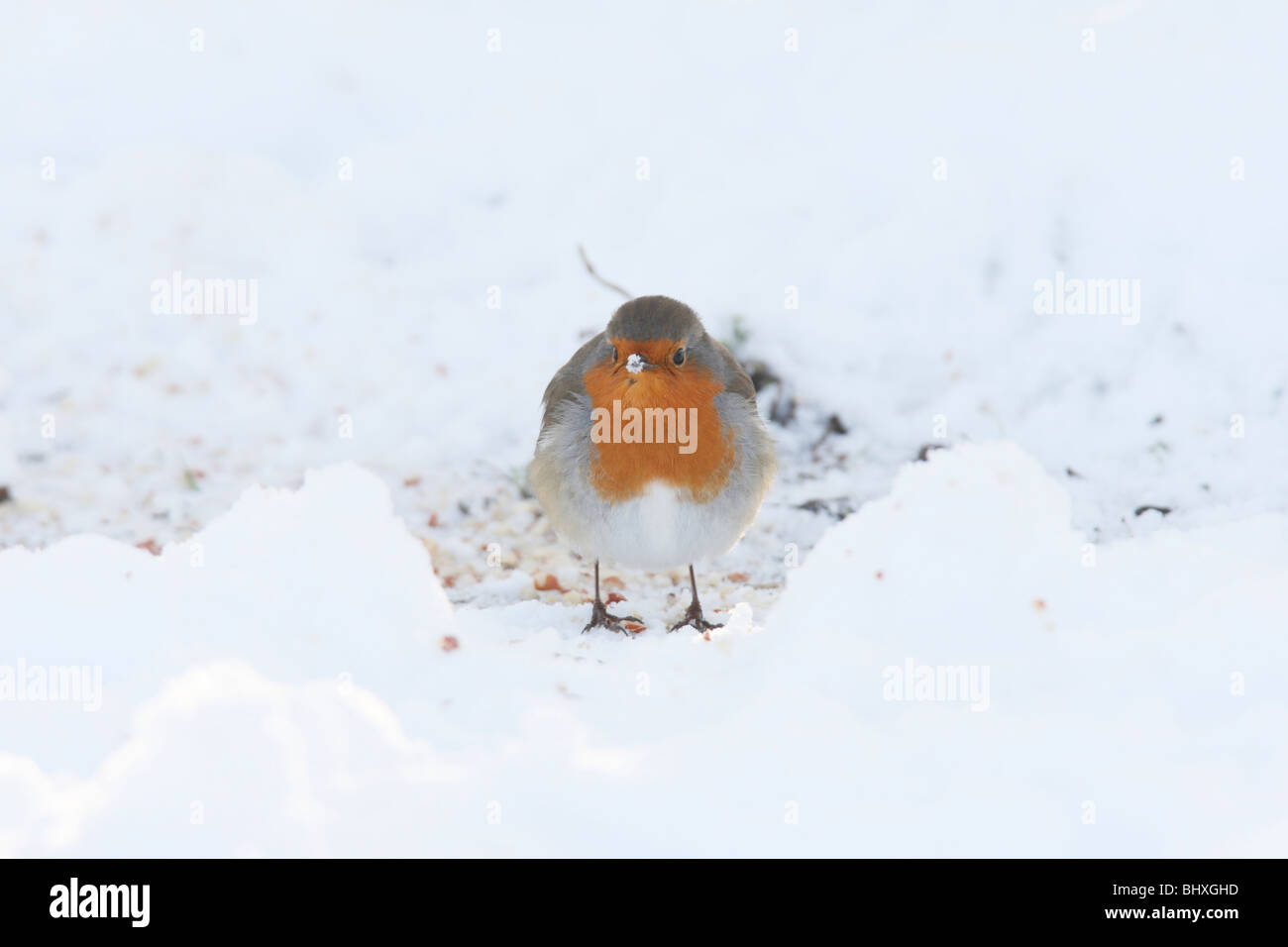 Fluffed up robin hi-res stock photography and images - Alamy