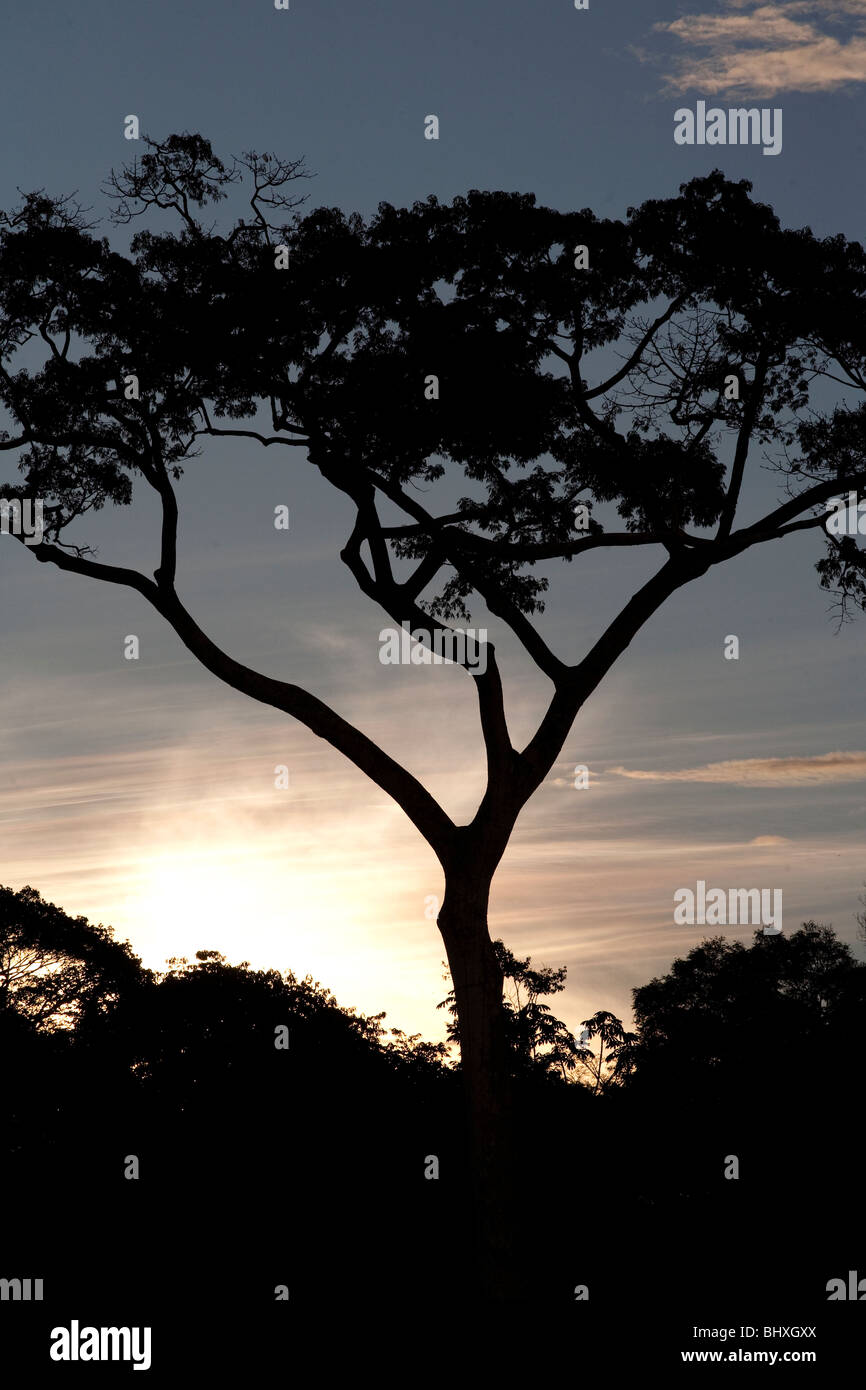 The Amazon Rainforest of Peru is highly biodiverse and its rare animals ...