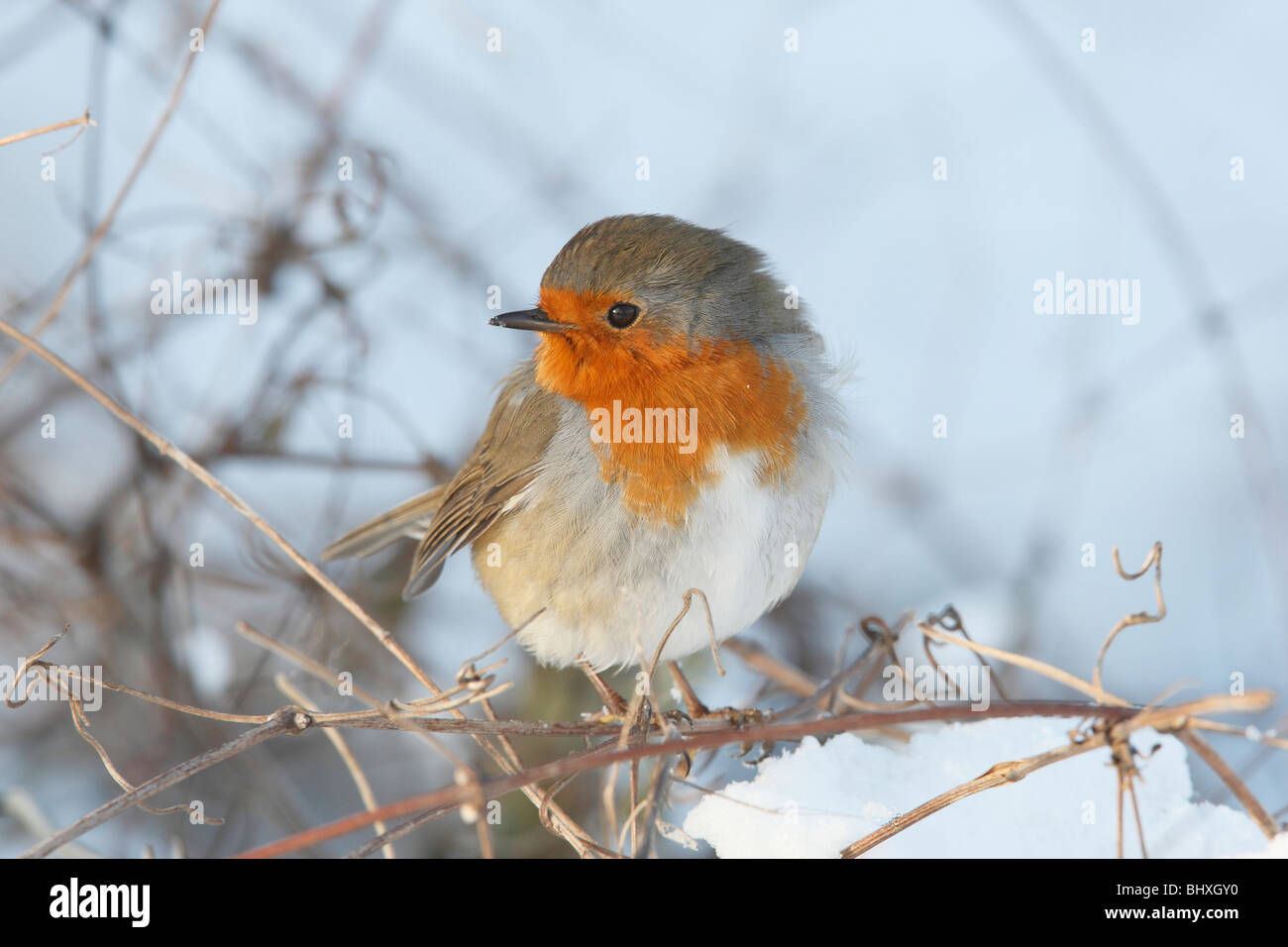 Robins in the snow Stock Photo - Alamy