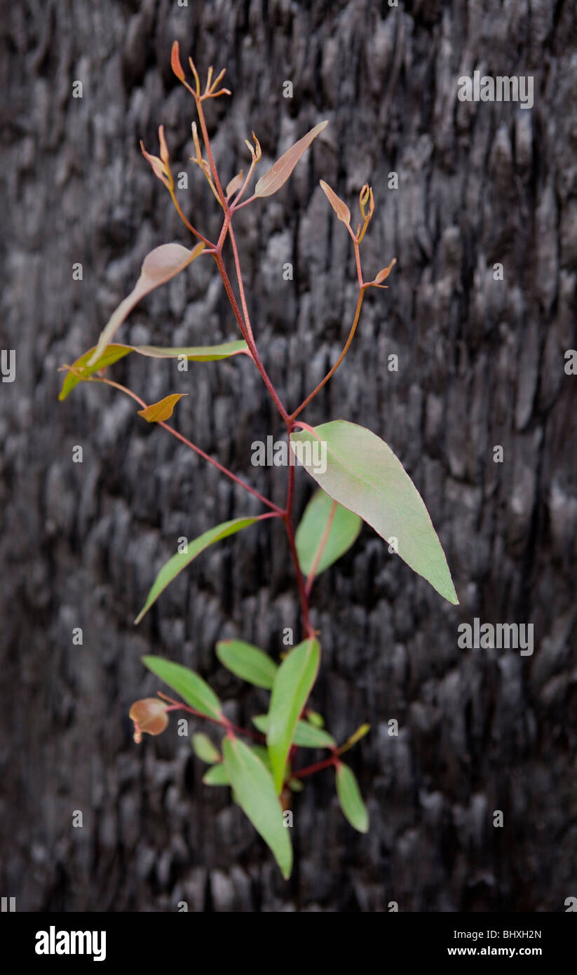 New growth on a gum tree in the area destroyed by bushfires at ...