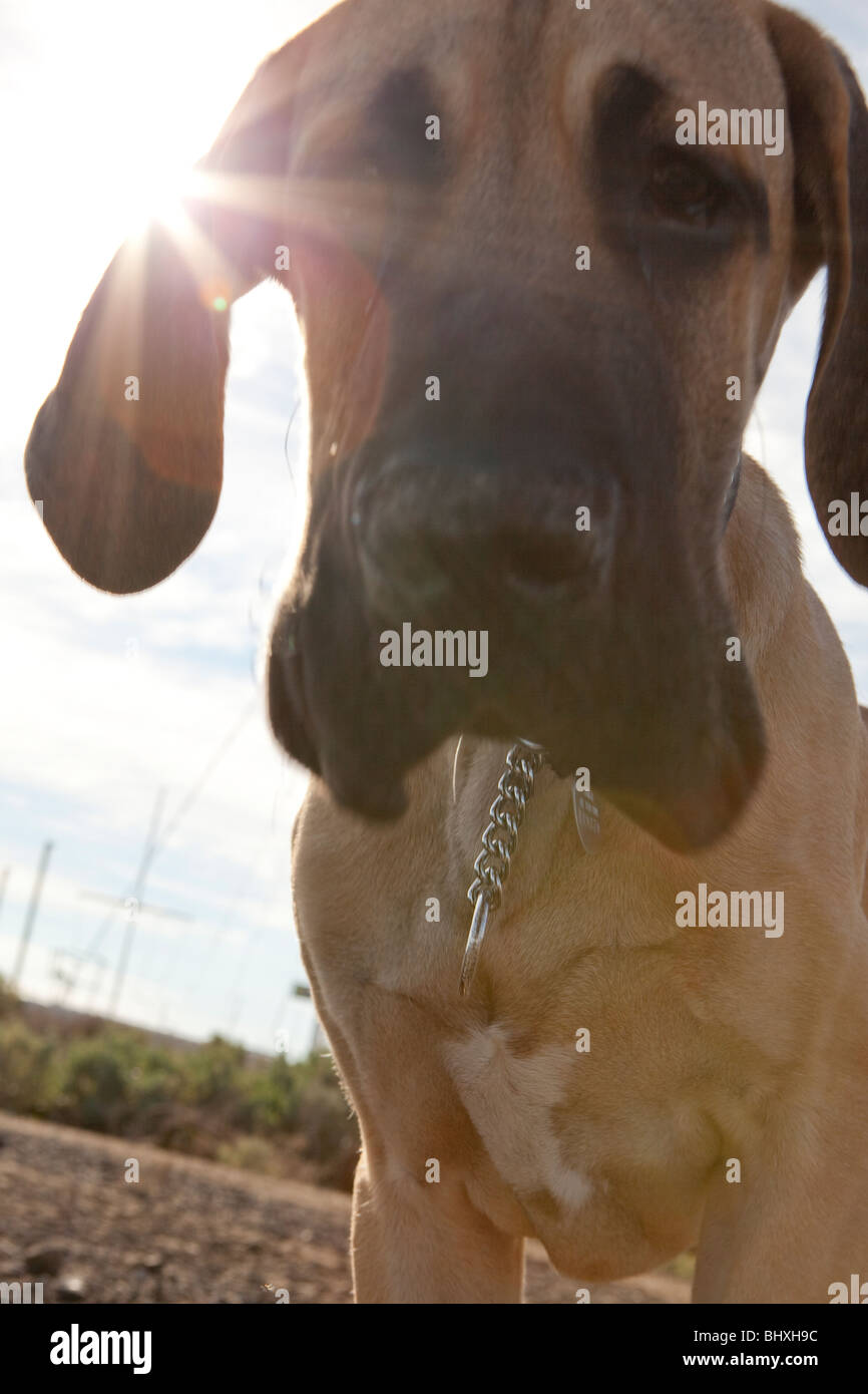 Great Dane puppy Stock Photo - Alamy