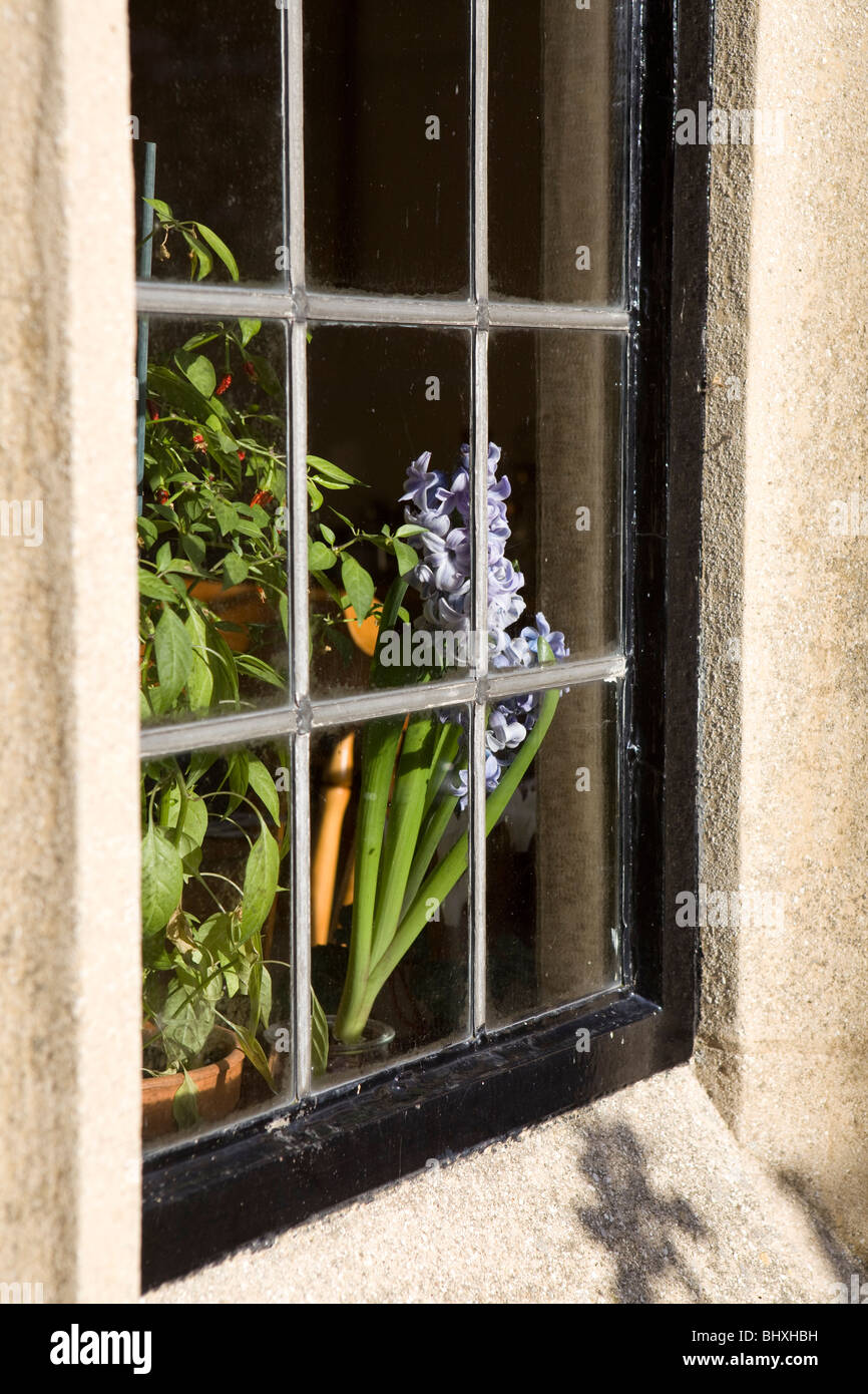 hyacinth in window Stock Photo - Alamy
