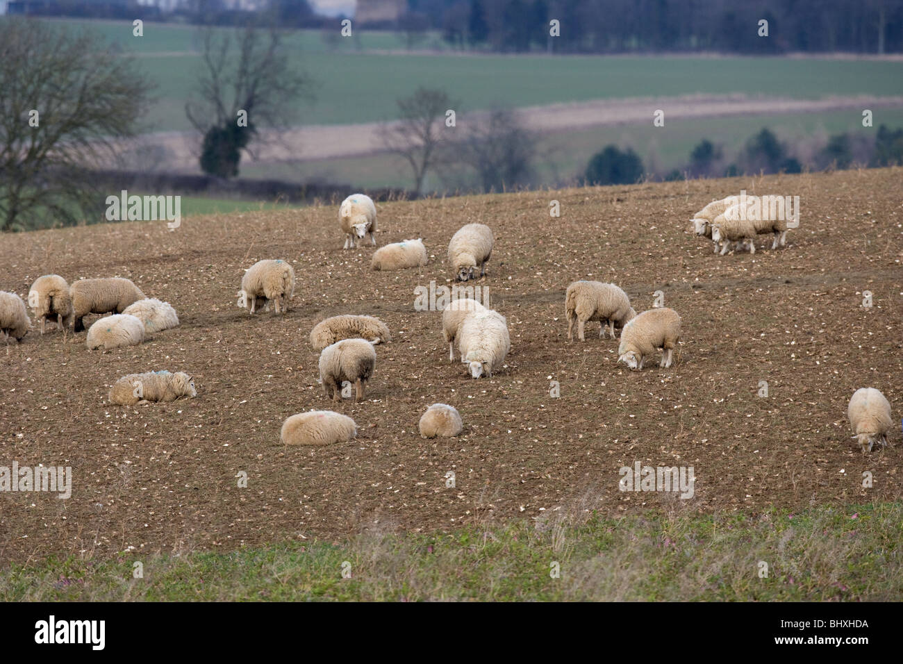Sheep On Stubble Turnips Stock Photo - Alamy