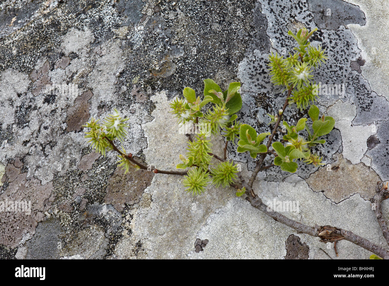 Native dwarf willow against a lichen covered rock on the Hebridean ...