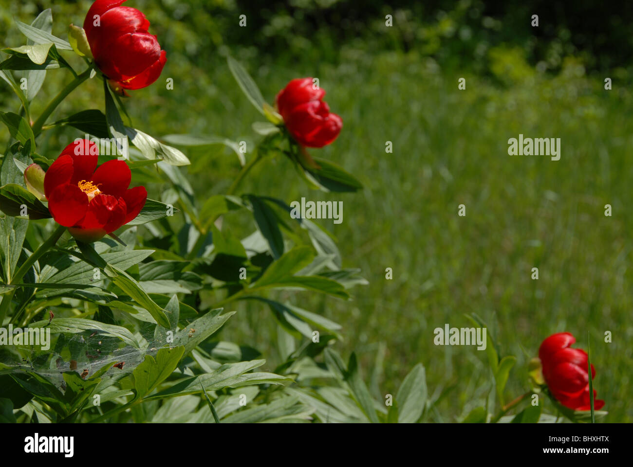 red flowers peony globe flower trollius Stock Photo - Alamy