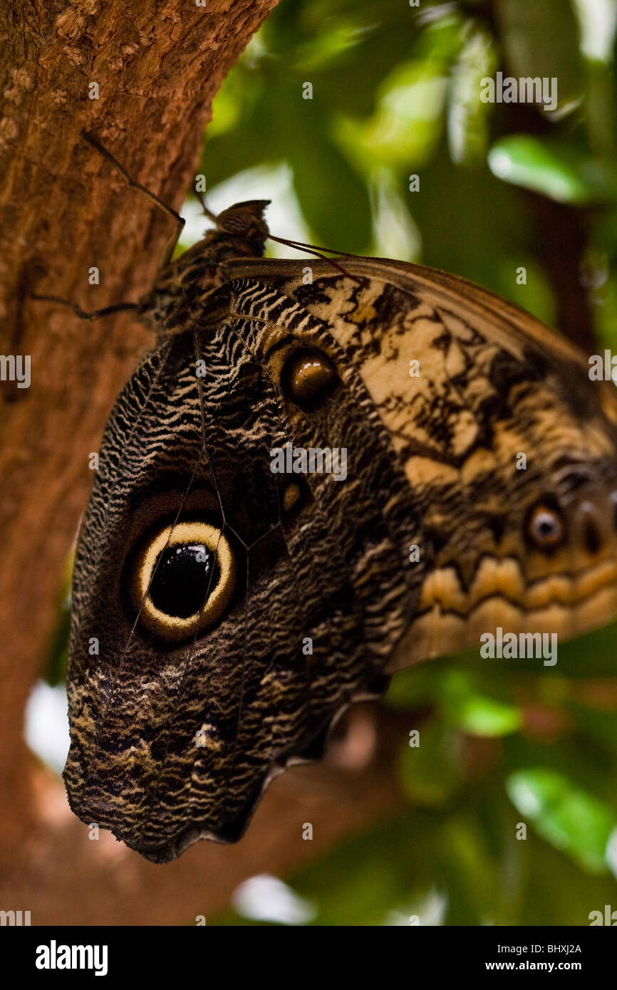 Mournful Owl Butterfly or Caligo eurilochus Stock Photo - Alamy