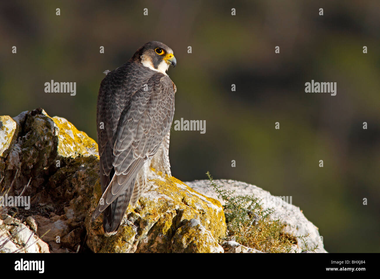 peregrine falcon, adult female on her perch Stock Photo - Alamy