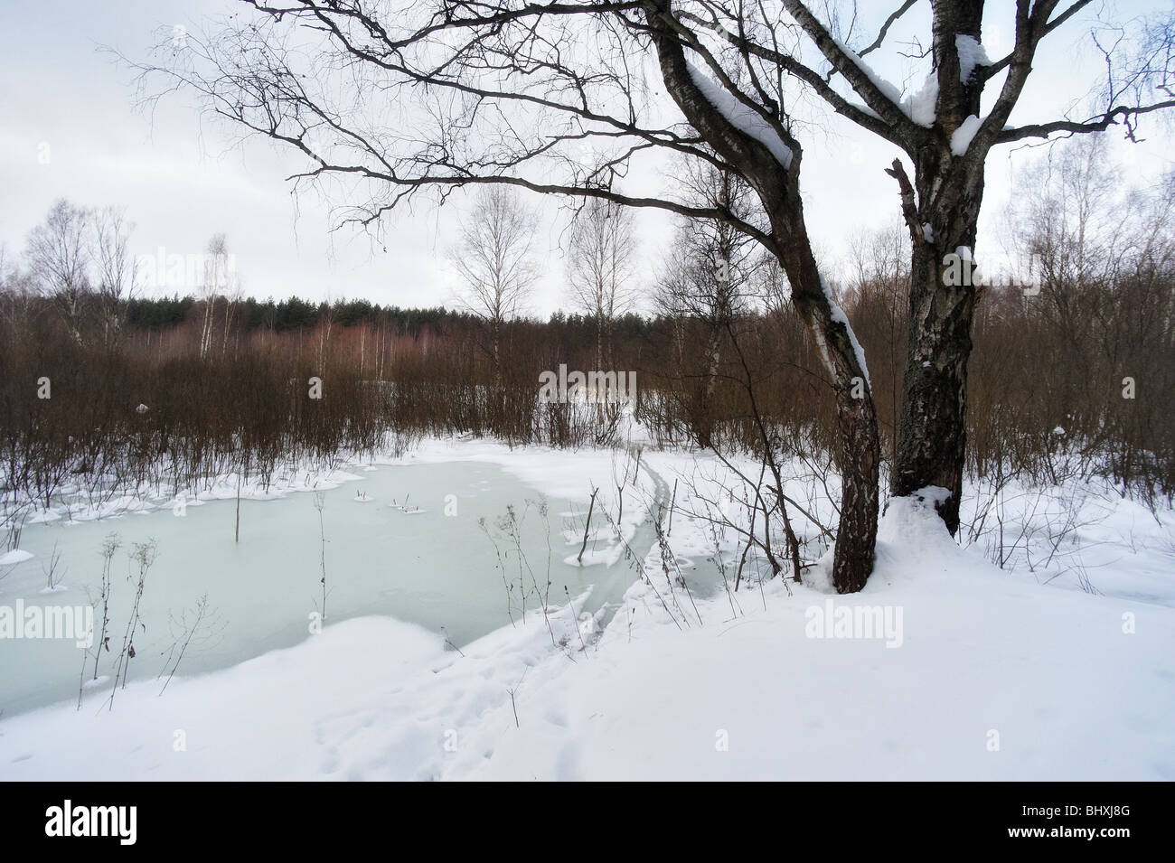 Russian winter forest Stock Photo - Alamy