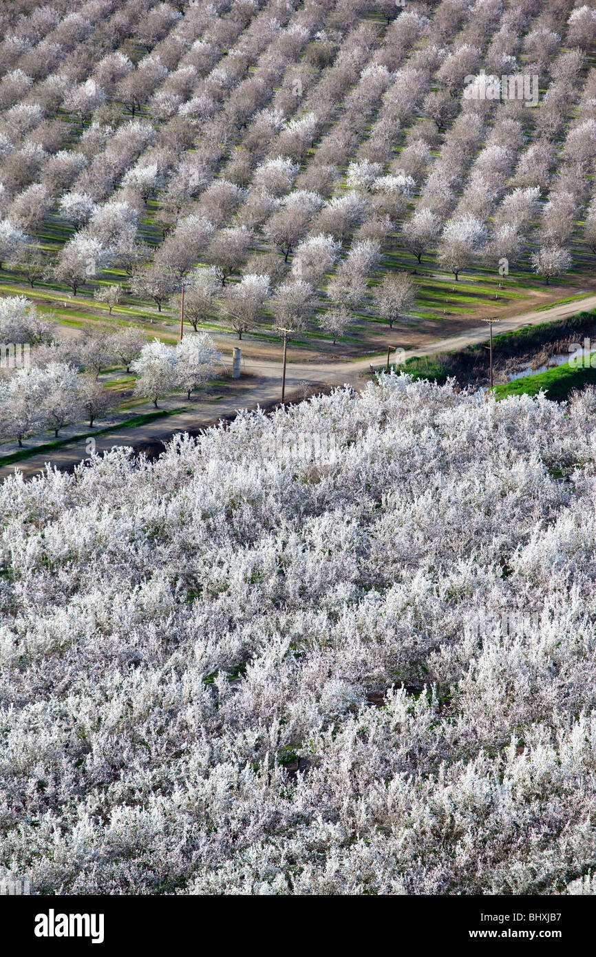 Almond orchards in bloom in California's Sacramento Valley, taken from ...