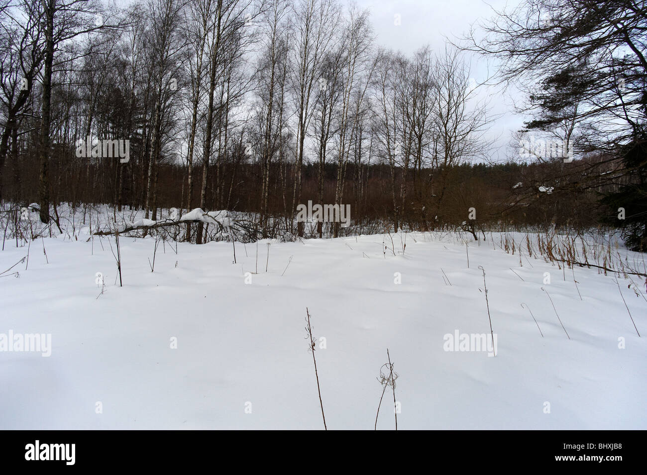 Russian winter forest Stock Photo - Alamy