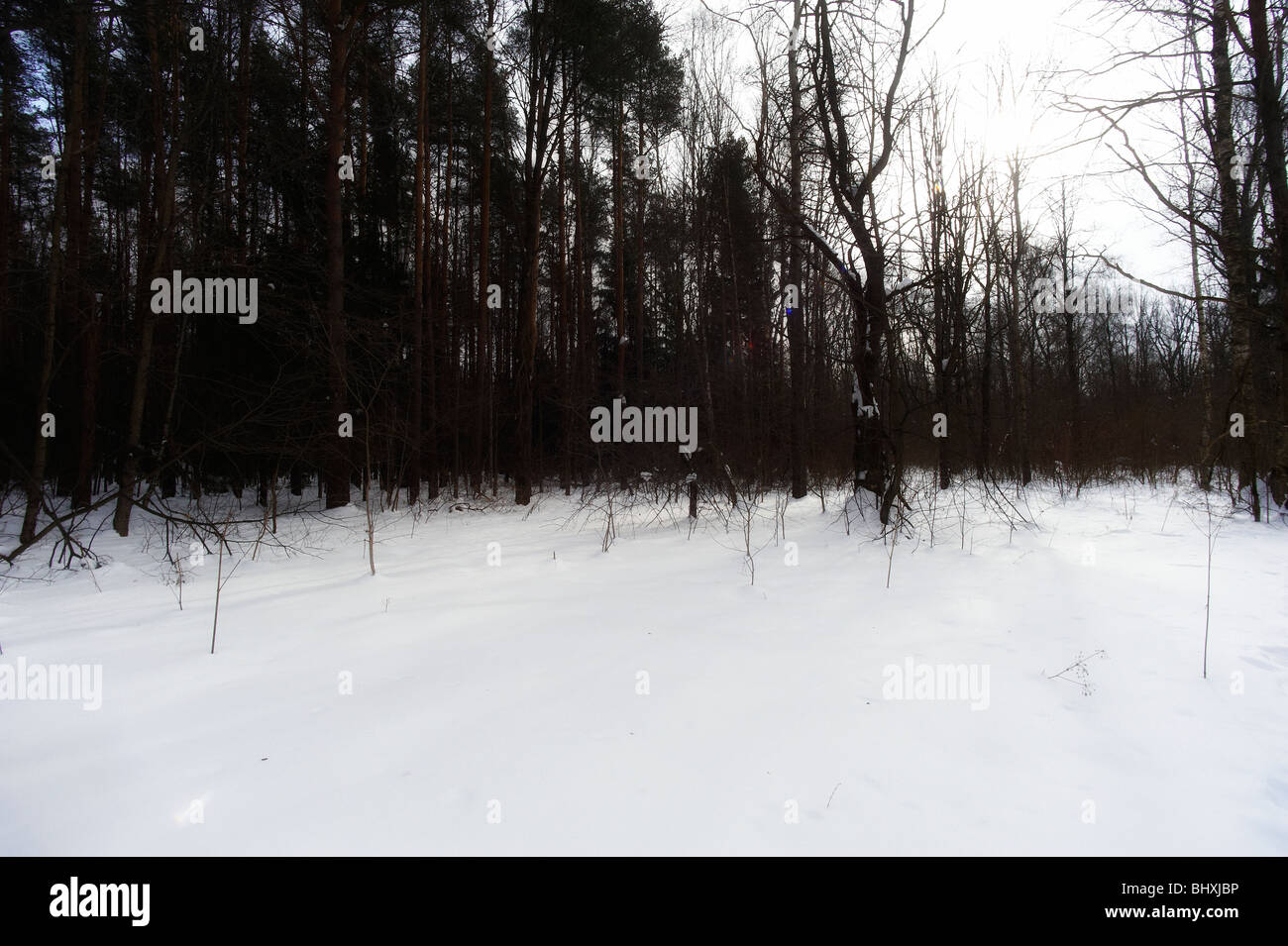 Russian winter forest hi-res stock photography and images - Alamy