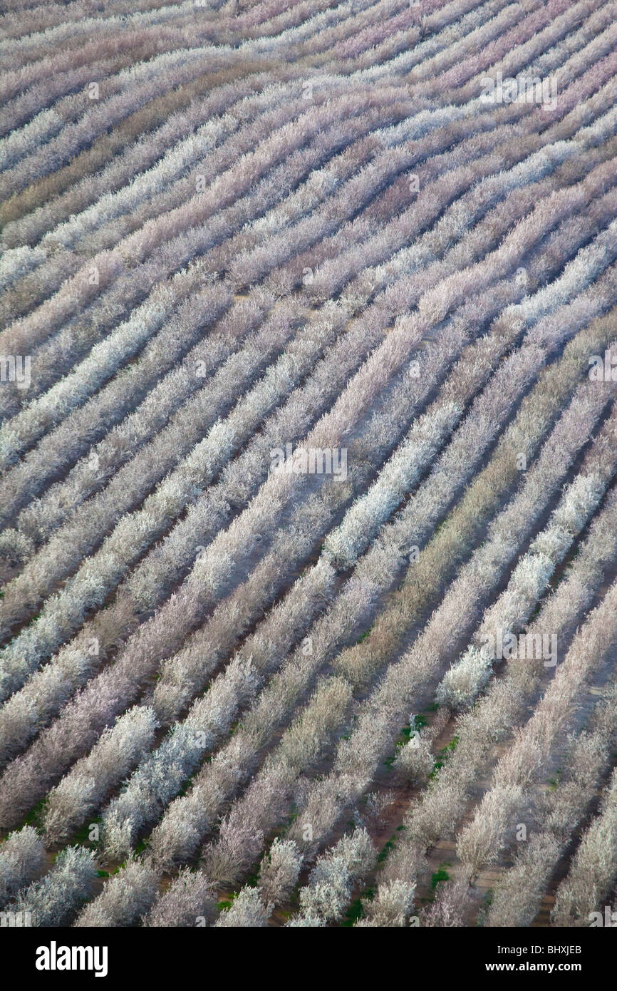 Almond orchards in bloom in California's Sacramento Valley, taken from ...