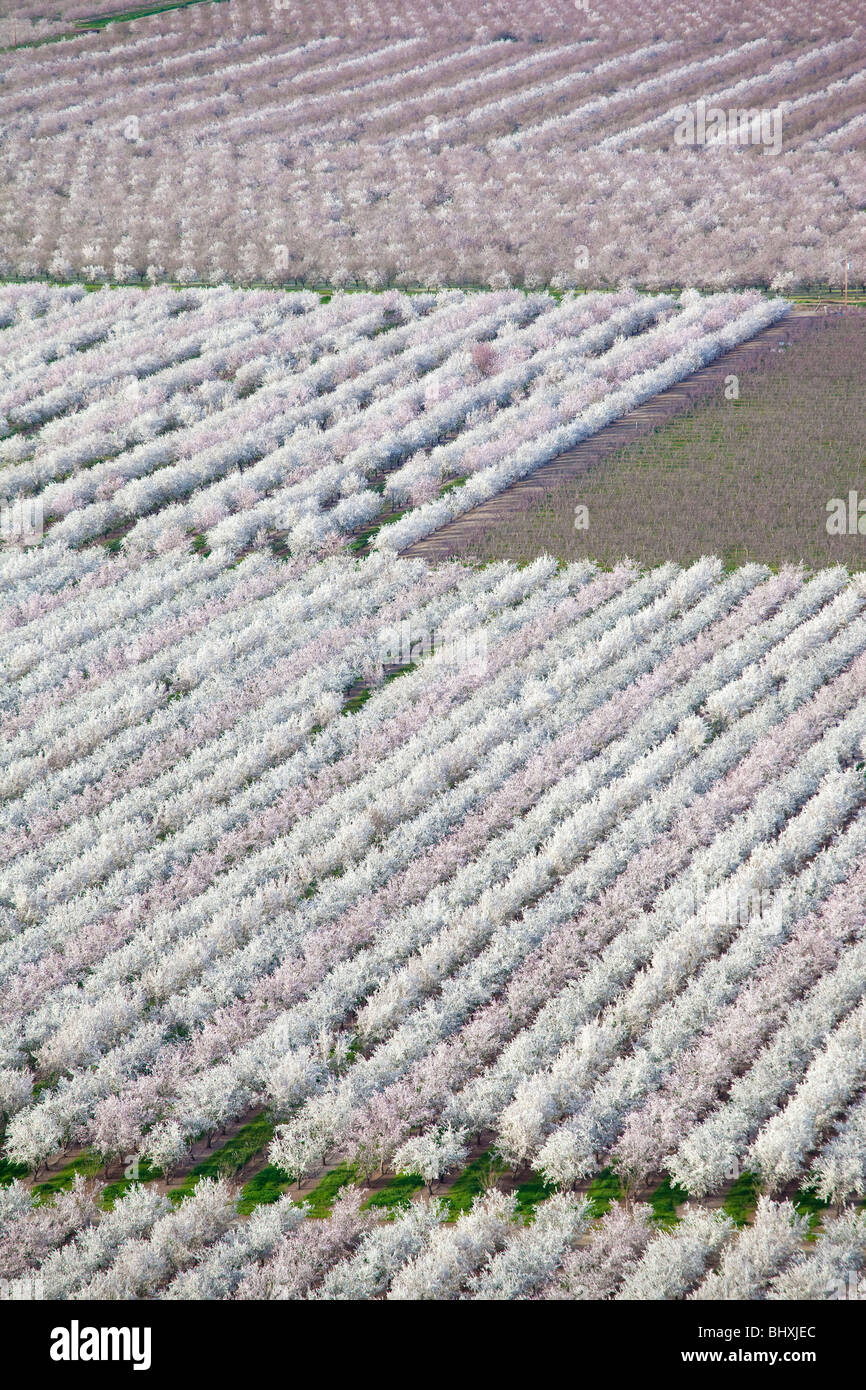 Almond orchards sacramento hi-res stock photography and images - Alamy
