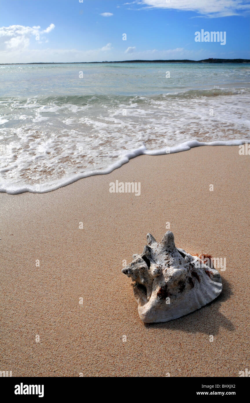 Sea shell on sandy shore of tropical beach Stock Photo - Alamy