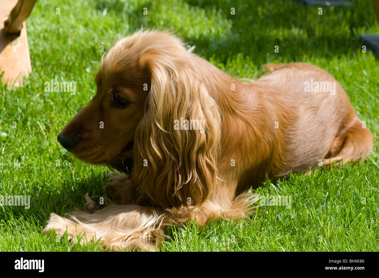 Dog playing in Garden Stock Photo - Alamy