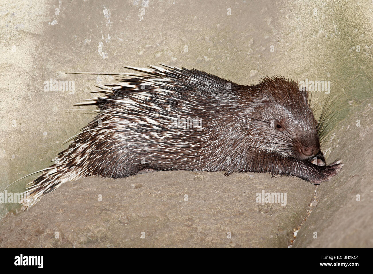 Porcupines hi-res stock photography and images - Alamy