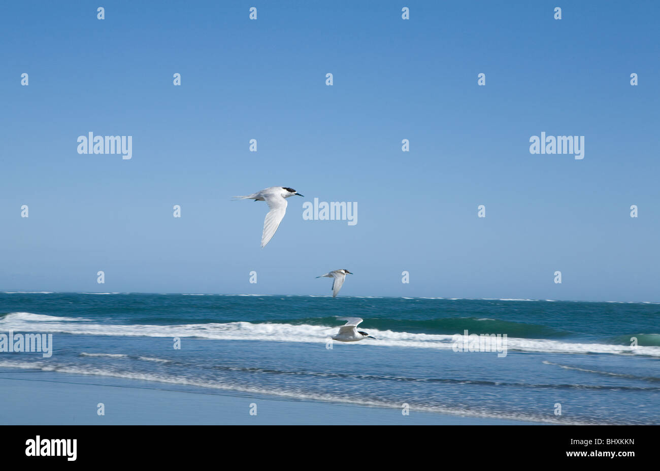 Terns flight hi-res stock photography and images - Alamy