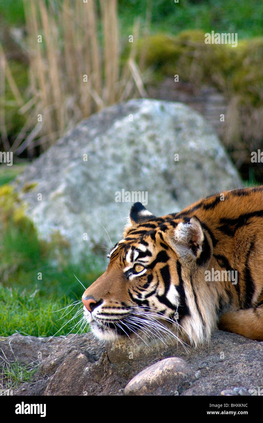 Asian tiger hi-res stock photography and images - Alamy