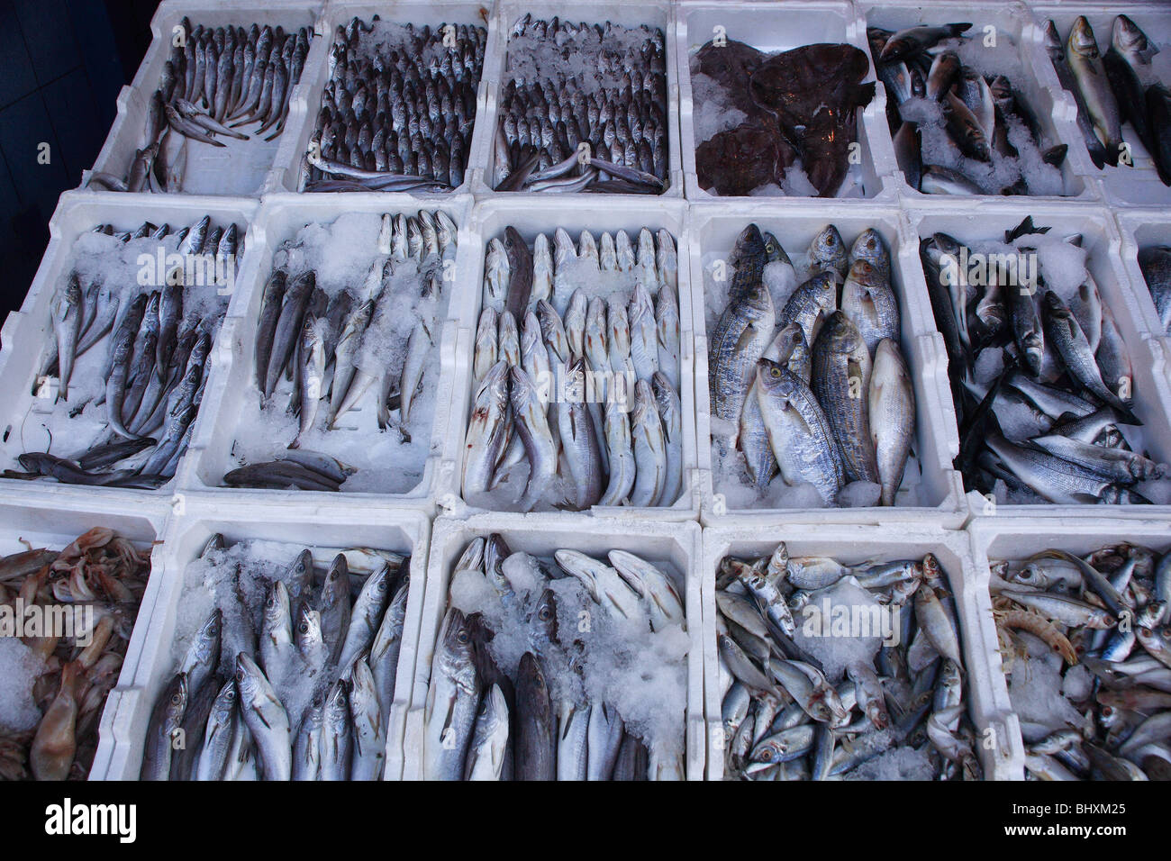 Display of fish in the market of the Avni Rustemi district of Tirana ...
