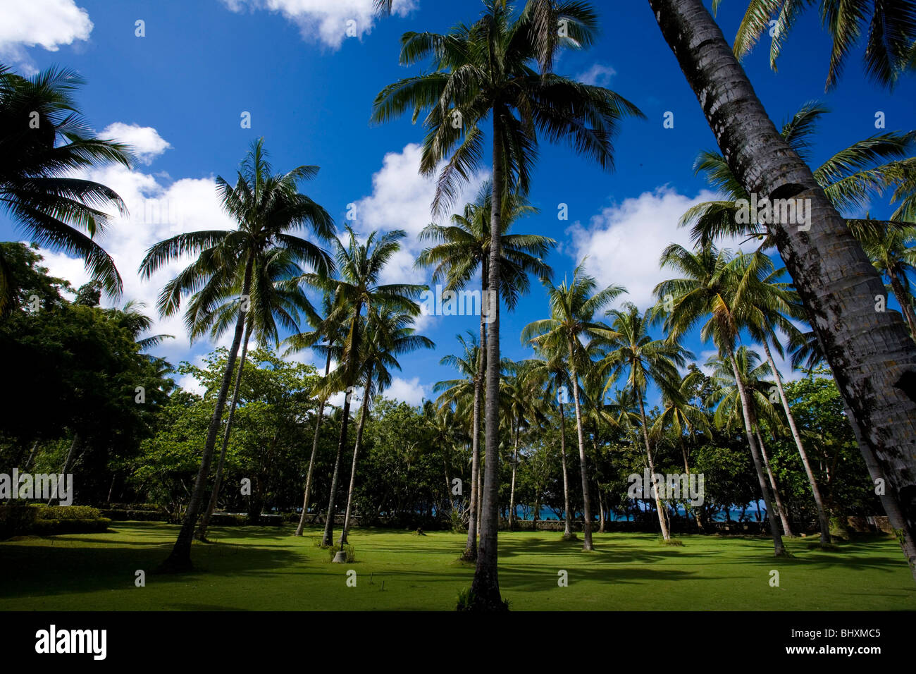Garden with coconut trees Stock Photo - Alamy