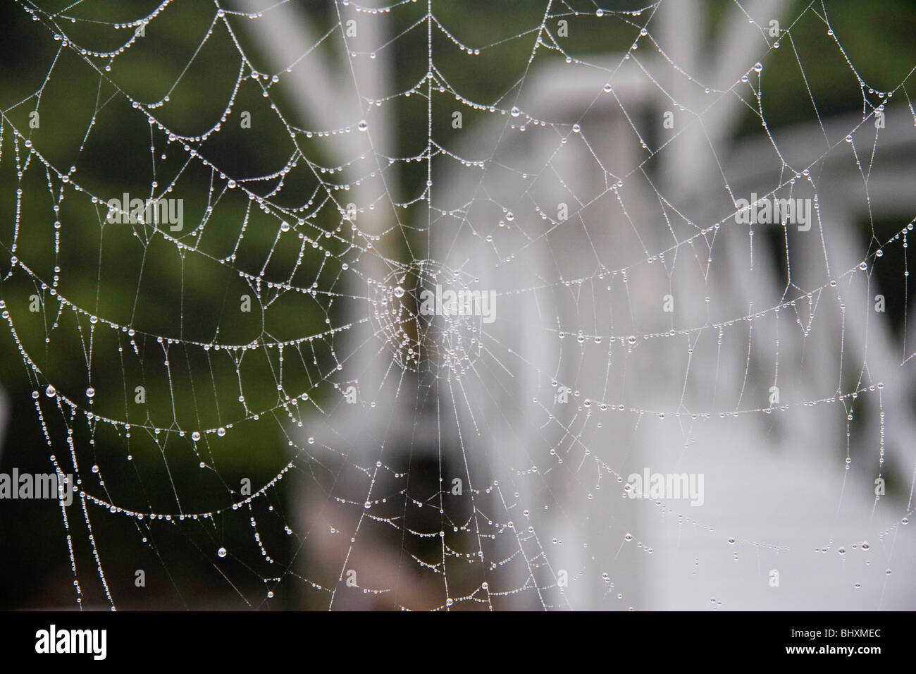 A Spider Web dripping with dew Stock Photo - Alamy