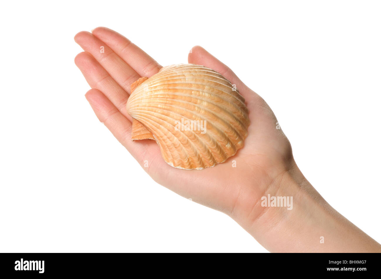 hand holding seashell Stock Photo - Alamy