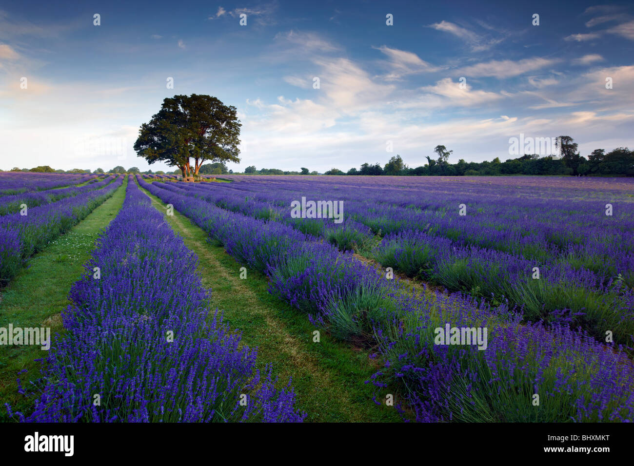 English lavender hi-res stock photography and images - Alamy