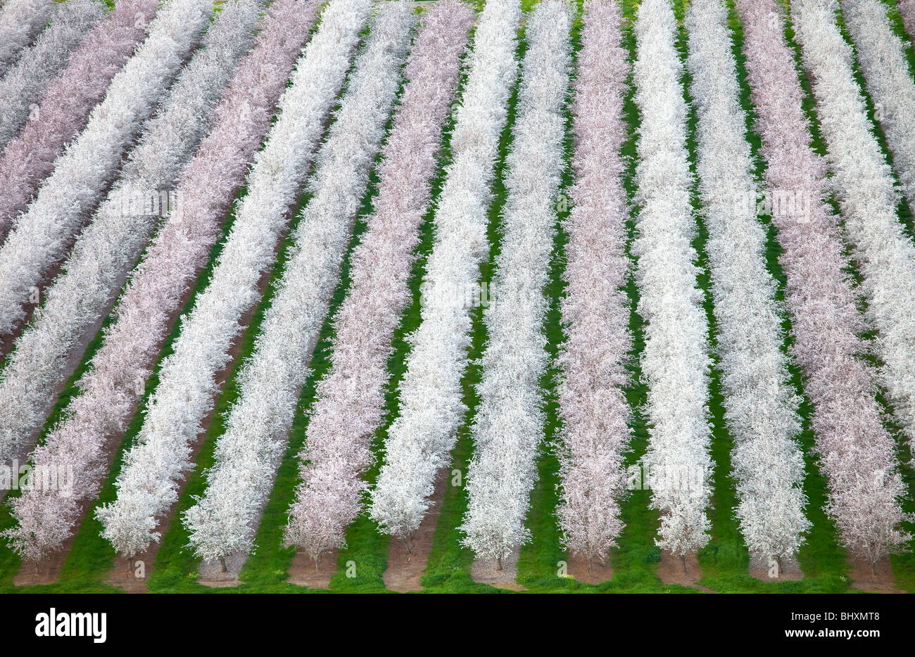 Almond orchards in bloom in California's Sacramento Valley, taken from ...