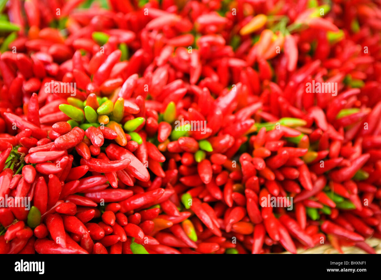 Hot chilli plants hi-res stock photography and images - Alamy