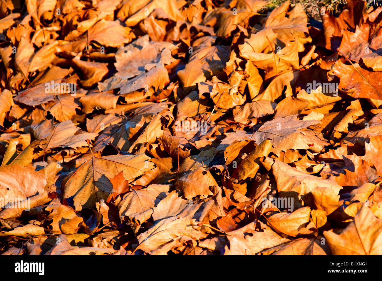 Colored leaves plants hi-res stock photography and images - Alamy