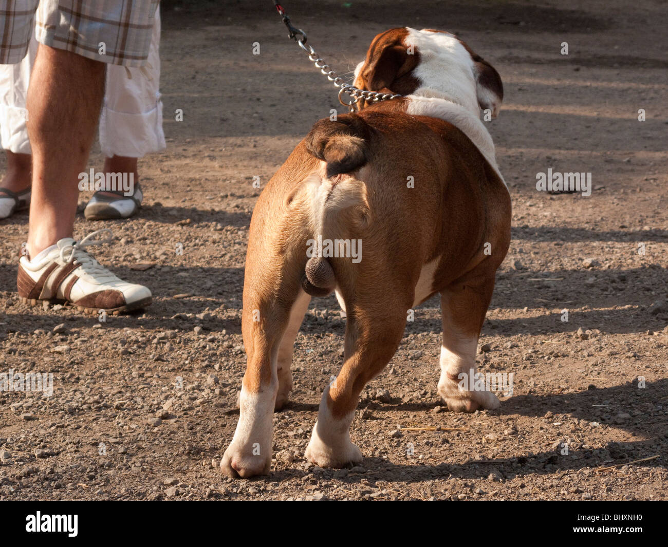 Dogs bottom hi-res stock photography and images - Alamy