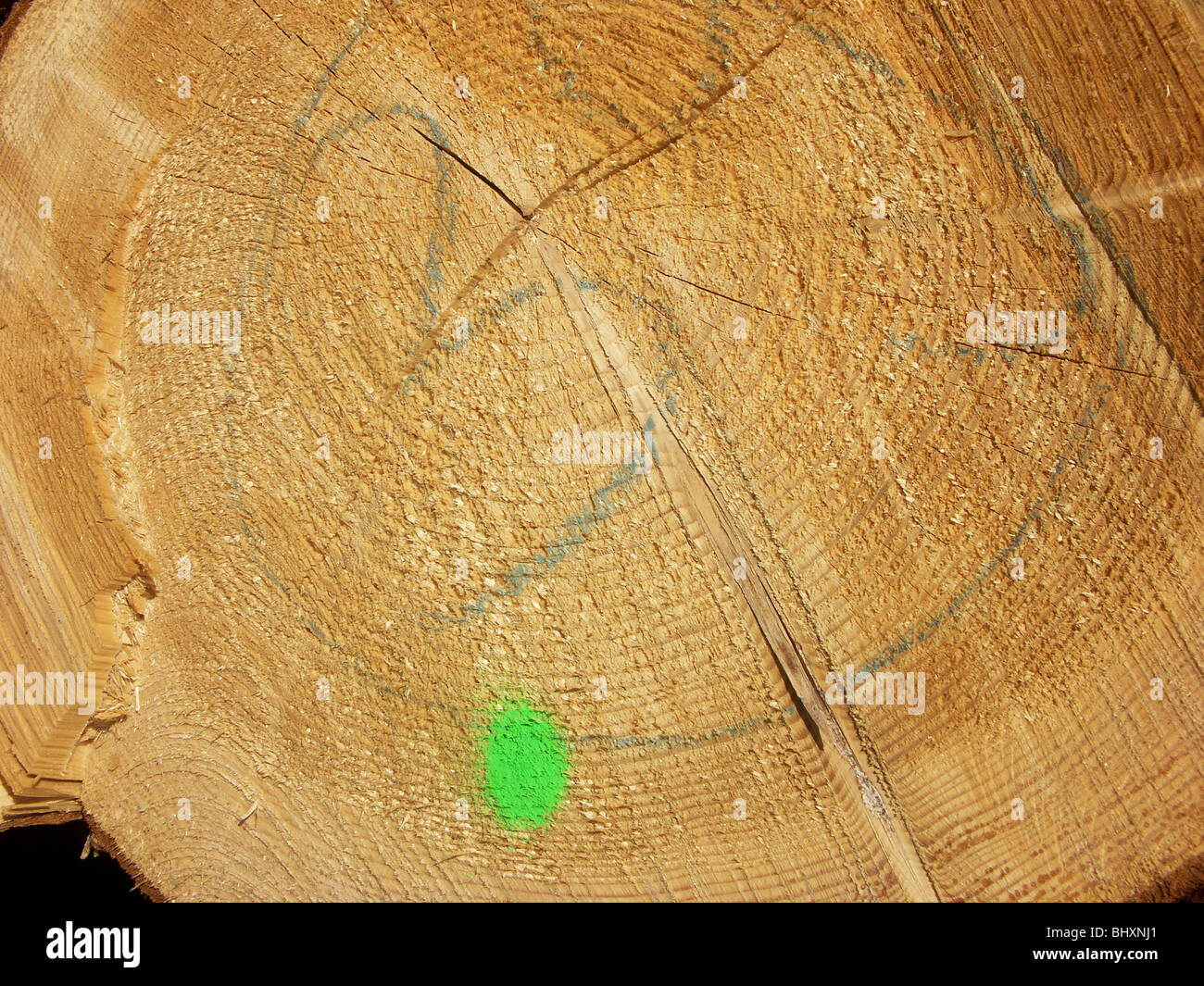 Annual ring hi-res stock photography and images - Alamy