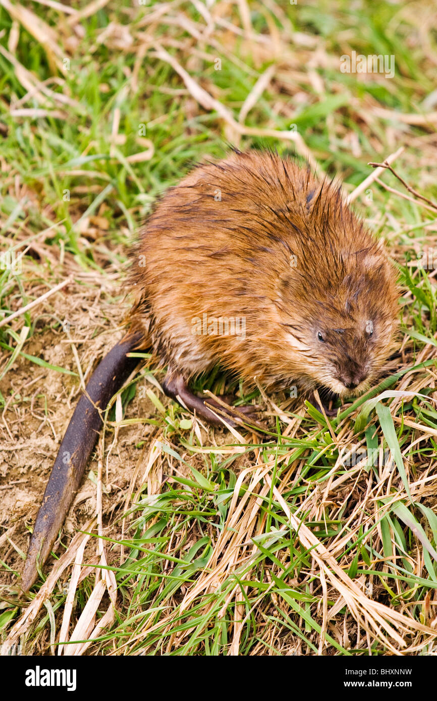 Ondatra hi-res stock photography and images - Alamy