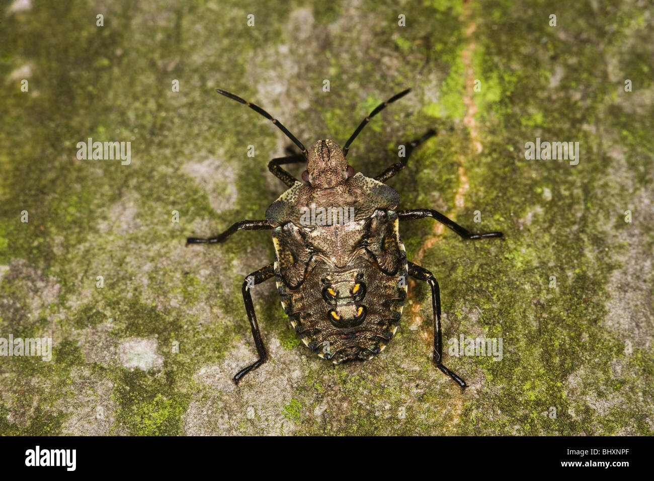 Bug nymph hi-res stock photography and images - Alamy