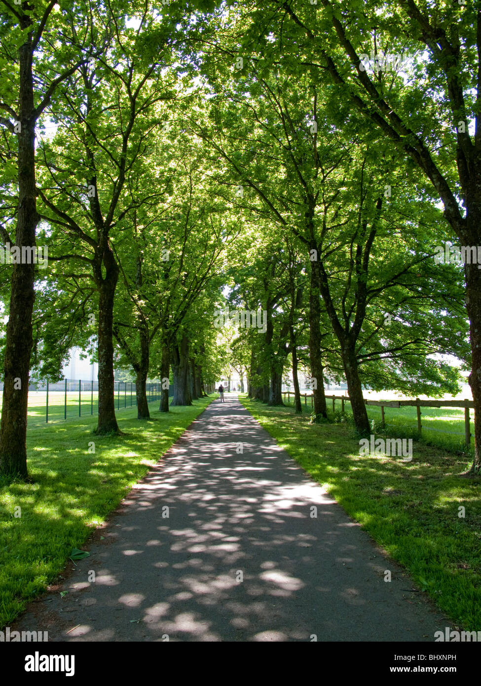 Tree avenues hi-res stock photography and images - Alamy