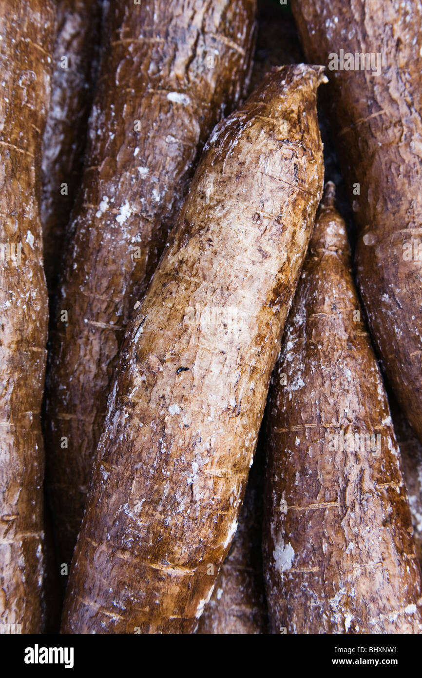 Manioc esculenta hi-res stock photography and images - Alamy