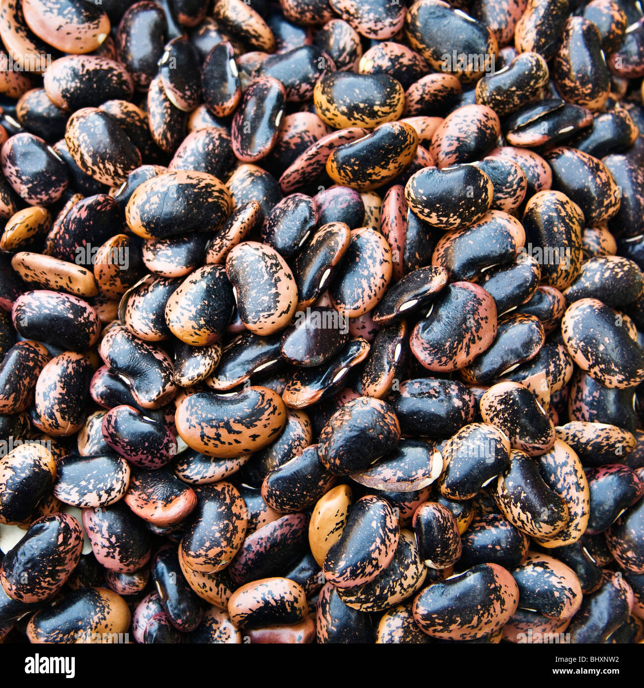 fire beans (Phaseolus coccineus Stock Photo - Alamy