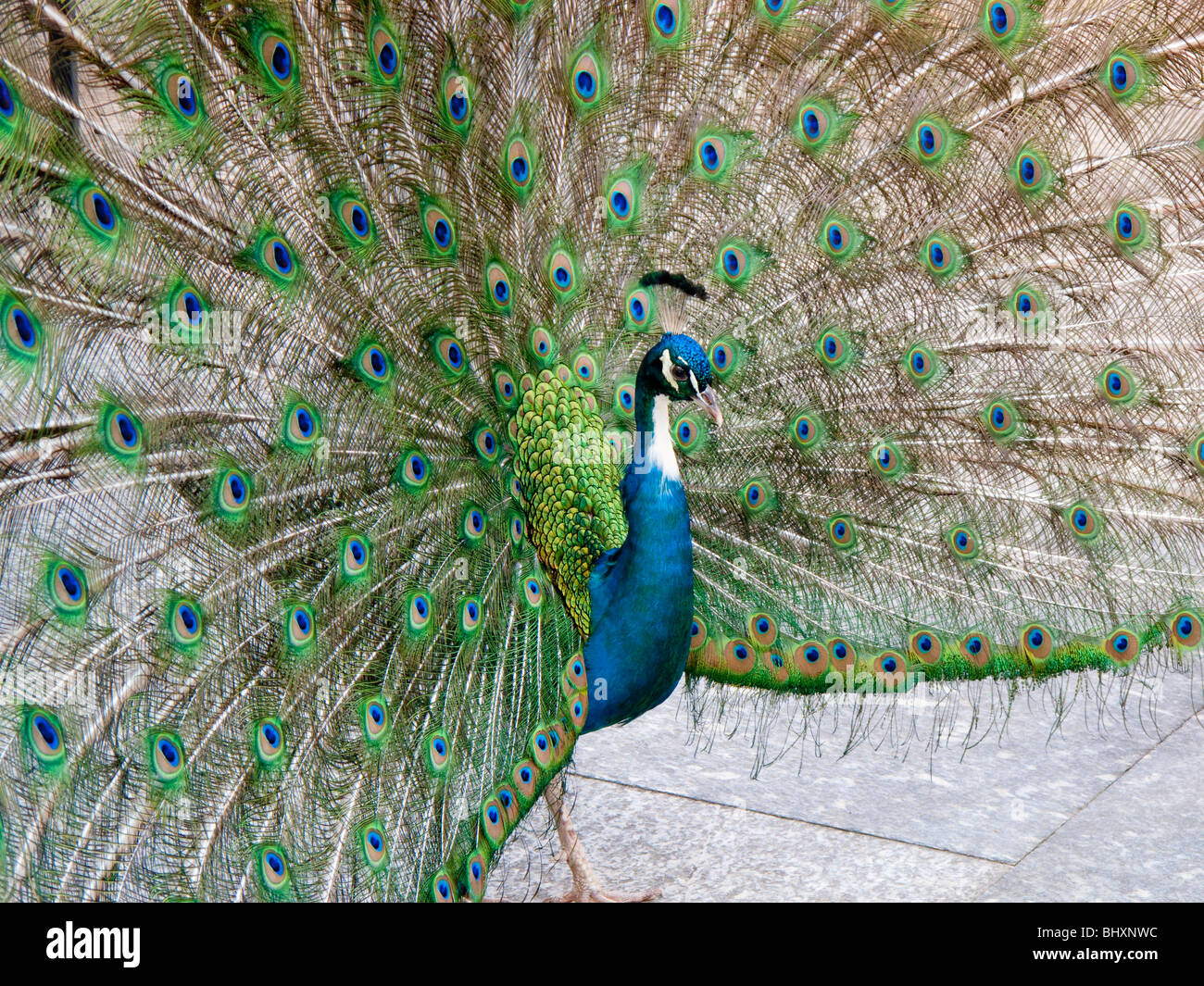 Peafowl species hi-res stock photography and images - Alamy