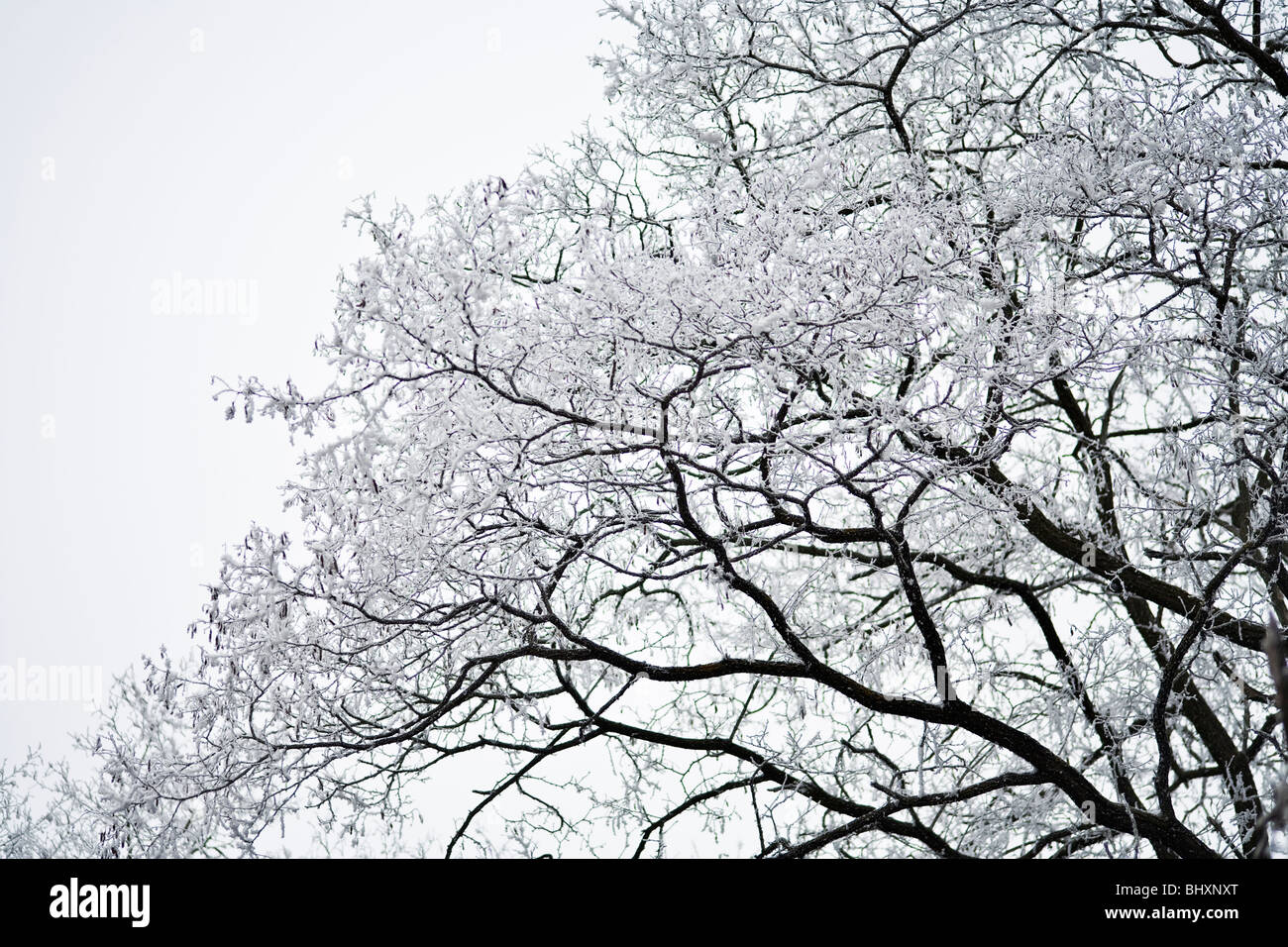 Frosty tree limb hi-res stock photography and images - Alamy