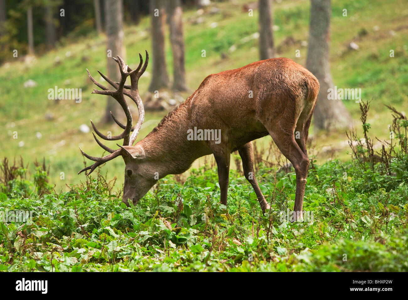 red deer (Cervus elephus Stock Photo - Alamy